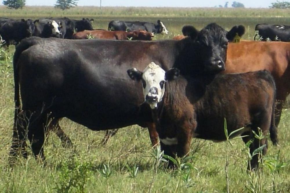 Cruzamientos: una poderosa herramienta para producir más carne ... Cruzamientos: una poderosa herramienta para producir más carne ...